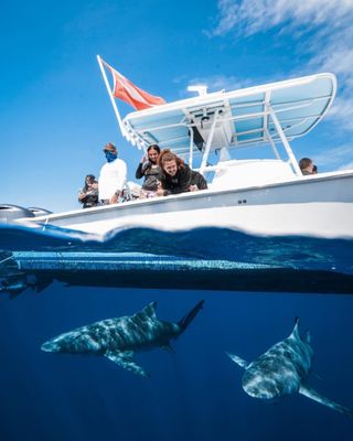 SHARK ADDICTS - Updated December 2025 - 13 Photos - 805 US-1, Jupiter ...