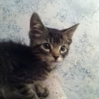 HUMANE INDIANA - Updated February 2025 - 14 Photos & 20 Reviews - 421 ...