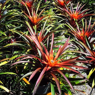 SUNSHINE BROMELIADS - Updated December 2025 - 81 Photos & 18 Reviews ...