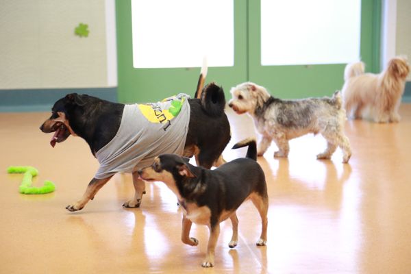 BARKARITAVILLE PET RESORT - 30 Photos & 41 Reviews - Pet Groomers ...