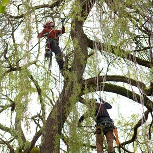 PLANTAMNESTY - Updated June 2024 - Seattle, Washington - Tree Services ...