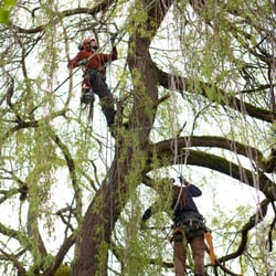 Best Arborists Near Me - December 2025: Find Nearby Arborists Reviews ...