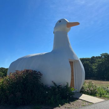 THE BIG DUCK - Updated September 2025 - 136 Photos & 70 Reviews - 1012 ...