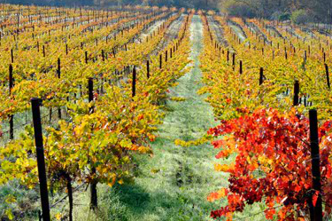 FREY VINEYARDS - Updated December 2025 - 21 Reviews - 11700 West Rd ...