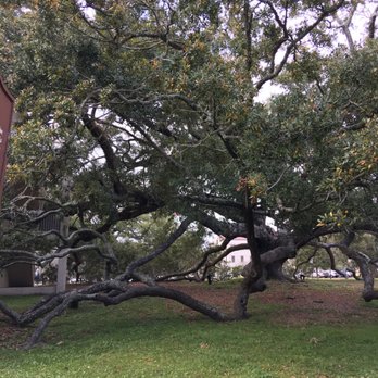 FRIENDSHIP OAK AT THE UNIVERSITY OF SOUTHERN MISSISSIPPI - Updated ...