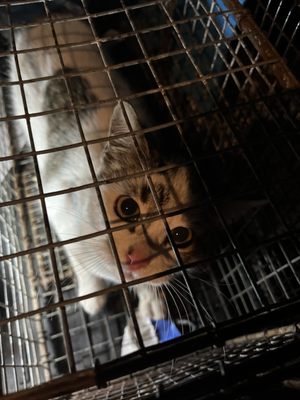 ALTERED TAILS - Updated September 2025 - 38 Photos & 78 Reviews - 950 W ...