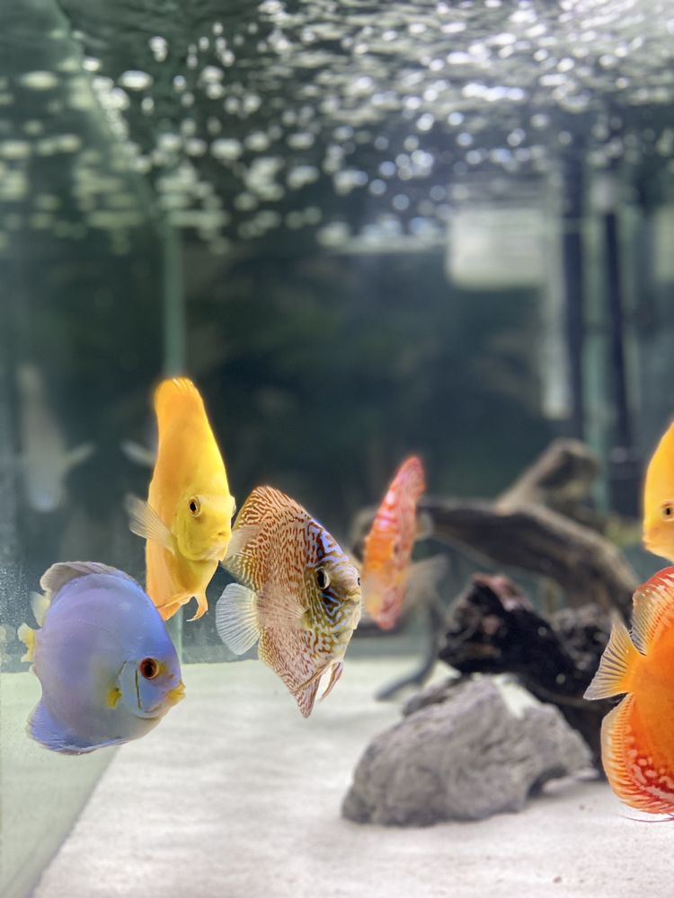 JACK WATTLEY DISCUS - Updated February 2025 - 46 Photos & 25 Reviews ...