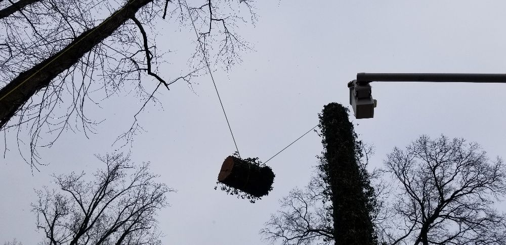 ANNAPOLIS TREE COMPANY - Updated July 2025 - Annapolis, Maryland - Tree ...