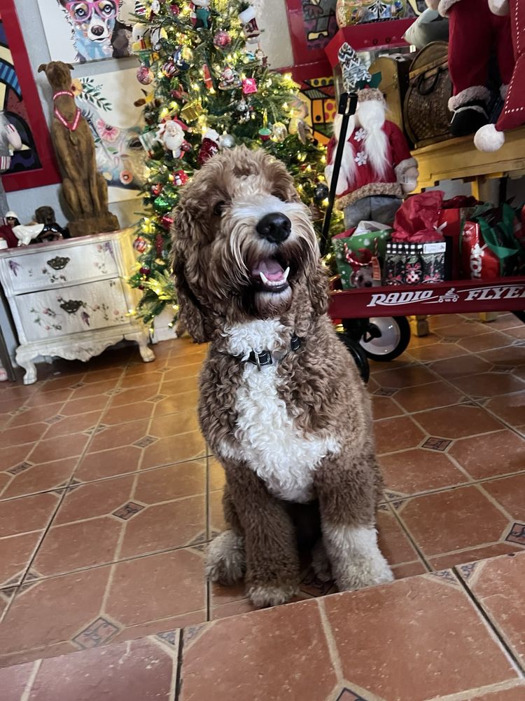 CAMP PAWS & CLAWS - Updated January 2026 - 4972 SW 92 Ter, Cooper City ...