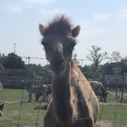 IT’S A ZOO LIFE - 103 Photos & 11 Reviews - 4313 Nc Hwy 42 ...