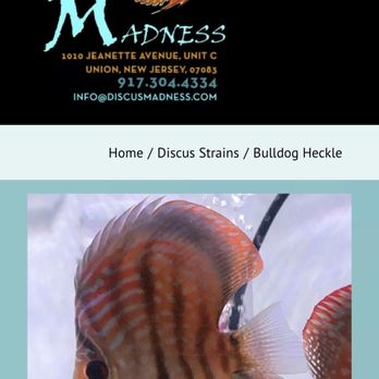 DISCUS MADNESS - Updated December 2025 - 73 Photos & 32 Reviews - 1010 ...