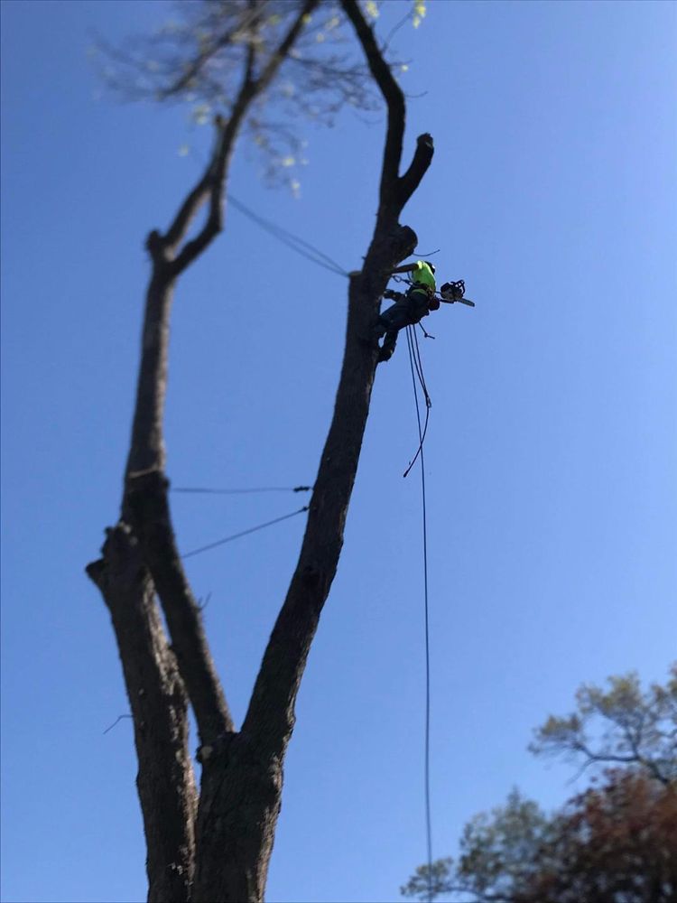 CJM TREE SERVICES - Updated August 2025 - Request a Quote - Woodway, Texas - Tree Services ...