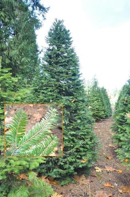 CRYSTAL CREEK TREE FARM - Updated December 2024 - 23604 SE 192nd St ...