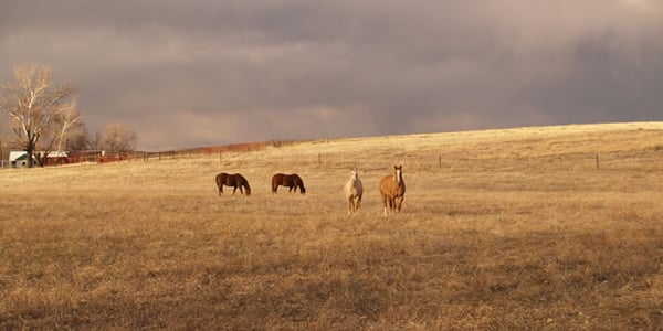 STOCKYARDS RANCH SUPPLY - 12 Photos - 6990 Vasquez Blvd, Commerce City ...