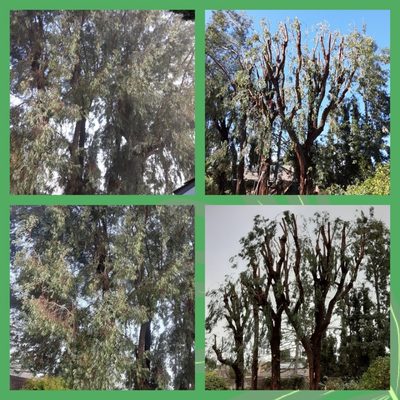 TAPIA TREE SERVICES - Updated October 2025 - 17 Photos - 22 Reviews ...