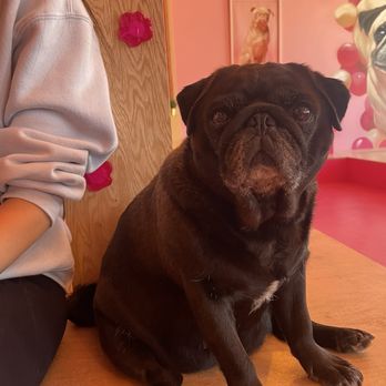CUPPA PUG - Updated December 2025 - 199 Photos & 82 Reviews - 607 W 9th ...