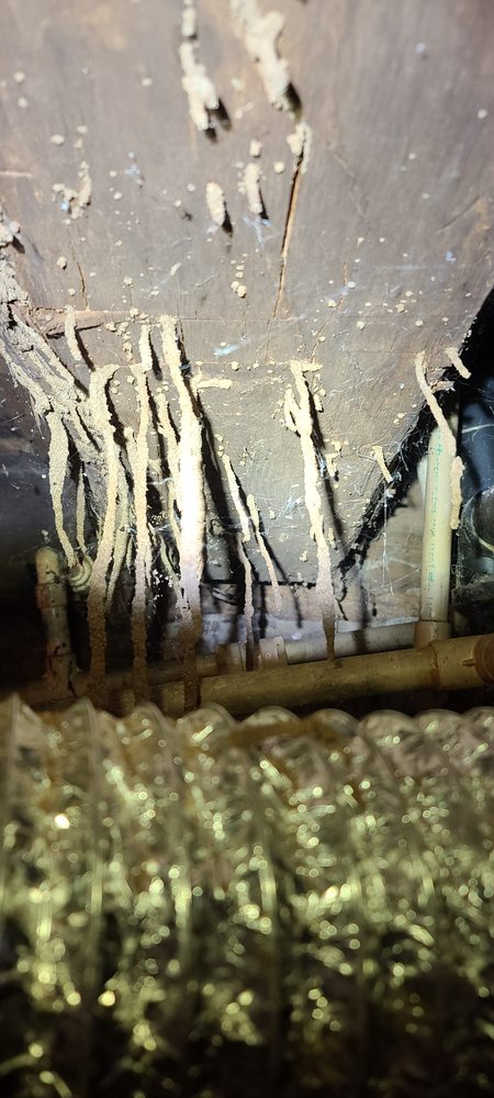 A MAXIMUM EXTERMINATING - Updated October 2025 - Erie, Pennsylvania ...