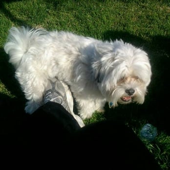 CORONA DOG PARK - Updated September 2025 - 20 Photos & 34 Reviews ...