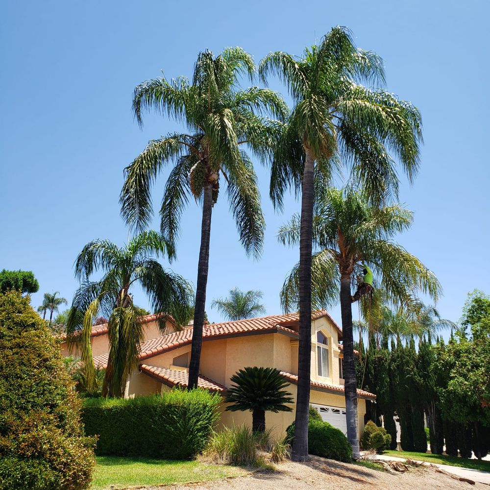 RAY TREE SERVICES - Updated December 2024 - 35 Photos - Riverside ...