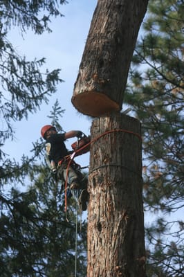 CYRUS TREE SERVICE - Updated December 2025 - 30 Photos & 15 Reviews ...