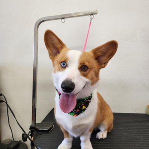 VIP DOG GROOMING - Updated August 2024 - 895 Photos & 664 Reviews ...