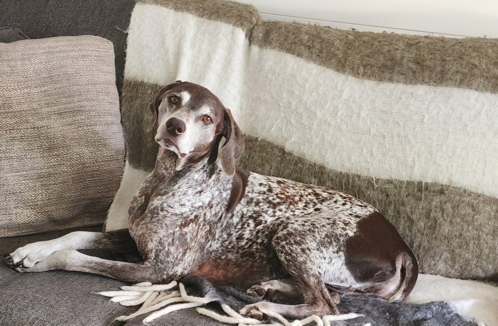 GROOMING FROM SNOOT 2 TOOT - Updated December 2025 - Request an ...