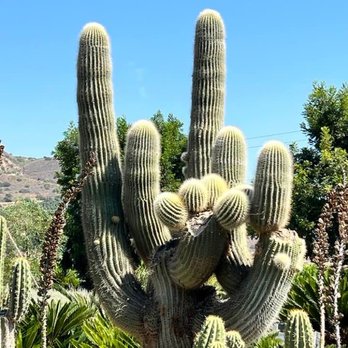 SAL’S CACTUS MART - Updated August 2024 - 162 Photos & 57 Reviews ...