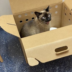 BOTHELL PET HOSPITAL - VETERINARY CLINIC - Updated August 2025 - 23 ...