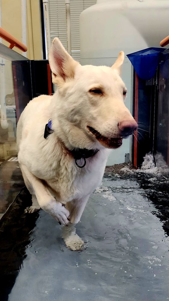 AQUATIC PAWS - Updated October 2025 - 4300 Chantilly Shopping Ctr ...