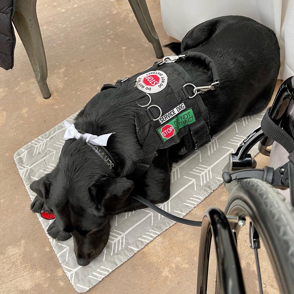 JOYFUL PAWS SERVICE DOGS - Updated December 2025 - 34 Photos & 14 ...