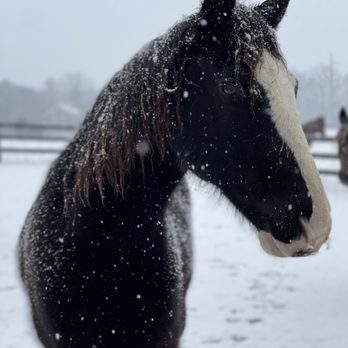 RED BUFFALO RANCH - Updated October 2025 - 69 Photos & 62 Reviews ...