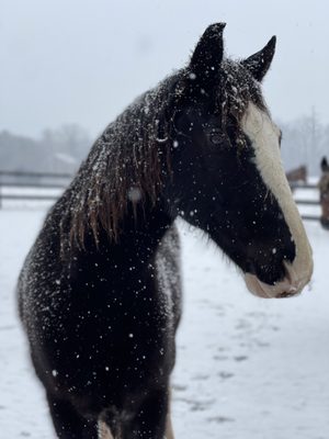 RED BUFFALO RANCH - Updated December 2025 - 69 Photos & 62 Reviews ...