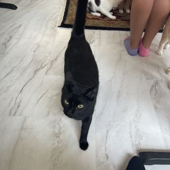 CAT DADDY CAT CAFE - Updated December 2025 - 30 Photos - 2533 US-176 ...