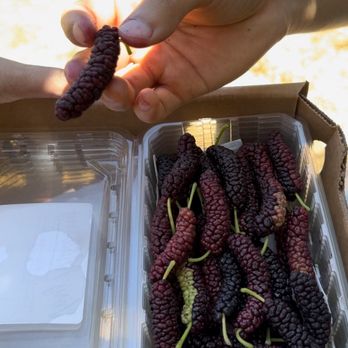 VERY MULBERRY - Updated May 2025 - 214 Photos & 41 Reviews - 501 ...