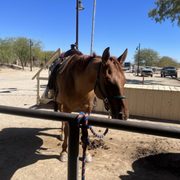 PONDEROSA STABLES - 202 Photos & 168 Reviews - 10215 S Central Ave ...