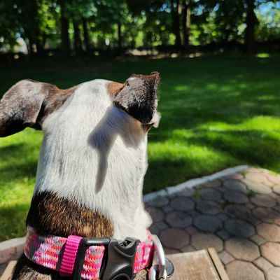 PET MEADOW - Updated January 2026 - 88 Photos & 73 Reviews - 1500 ...