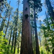 CALAVERAS BIG TREES STATE PARK - 1057 Photos & 336 Reviews - 1170 E Hwy ...