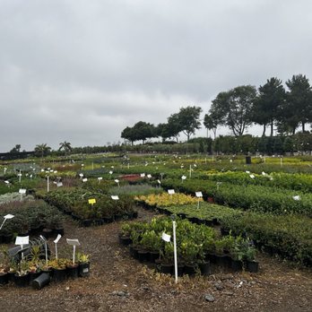 BRIGGS NURSERY & TREE - Updated December 2025 - 113 Photos & 112 ...