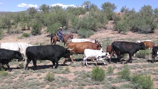 BUMBLE BEE RANCH ADVENTURES - Updated September 2025 - 23925 S Bumble ...