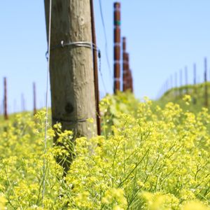 CLAAR CELLARS WINERY - 1001 Vintage Valley Pkwy, Zillah, Washington ...