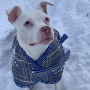 CHAAR - Updated October 2025 - 11 Photos & 42 Reviews - 1635 Airport Rd ...