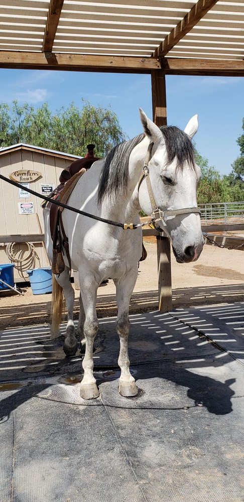 GREEN ACRES RANCH - 137 Photos & 99 Reviews - Horseback Riding - 35750 ...