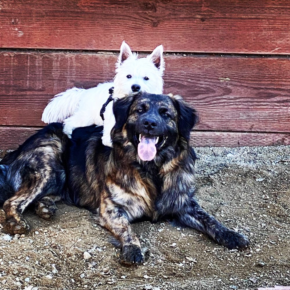 RED ROVER DOG WALKING & SOCIALS - 1702 Meridian Ave, San Jose ...