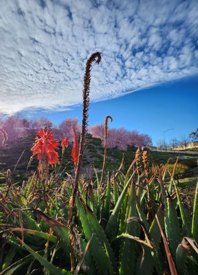 RANCHO SAN RAMON COMMUNITY PARK - 245 Photos & 101 Reviews - 2000 ...