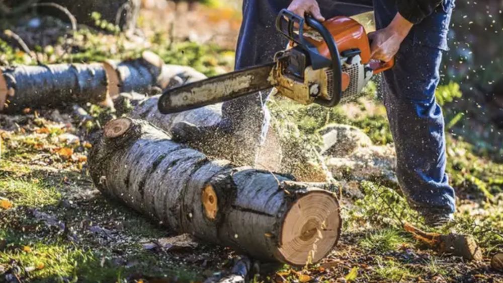 ABATTAGE ARBORISTE SECOURS - Updated November 2025 - Request a Quote ...