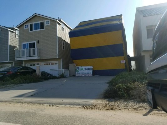 CAL TERMITE AND PEST CONTROL - Updated October 2025 - 705 Photos & 310 ...