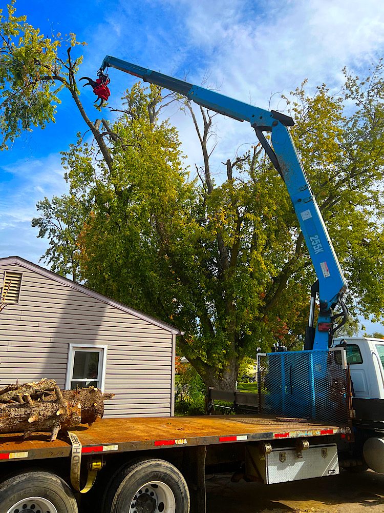 WIGGINTON TREE SERVICE - Updated June 2024 - Glenwood, Iowa - Tree ...