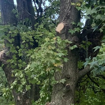 LEWIS TREE SERVICE - Updated April 2025 - 21 Photos & 29 Reviews - 300 ...
