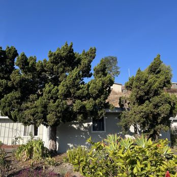 ALL ACCESS TREE CARE - Updated January 2025 - 182 Photos & 275 Reviews ...