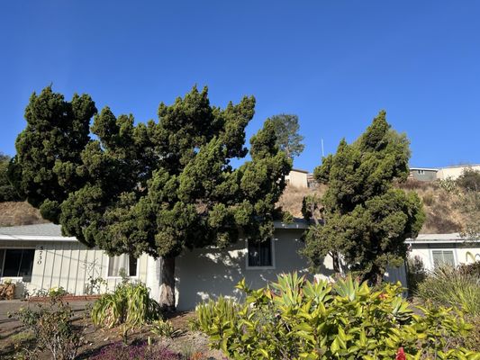 ALL ACCESS TREE CARE - Updated January 2026 - 185 Photos & 316 Reviews ...